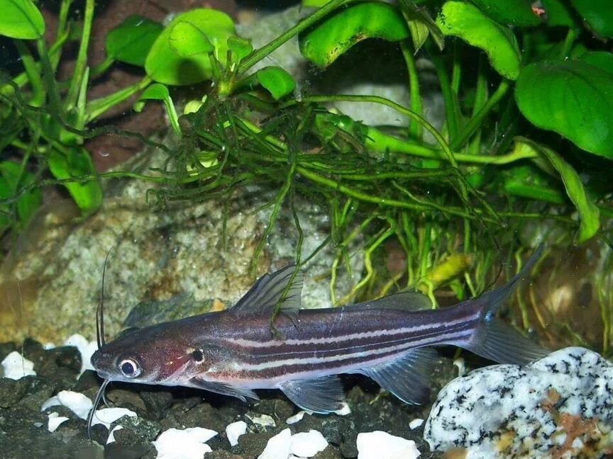 Сом мистус полосатый