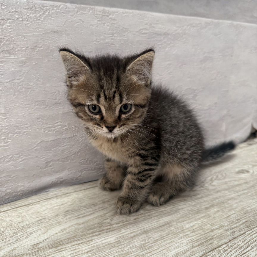 Котенок мальчик бесплатно