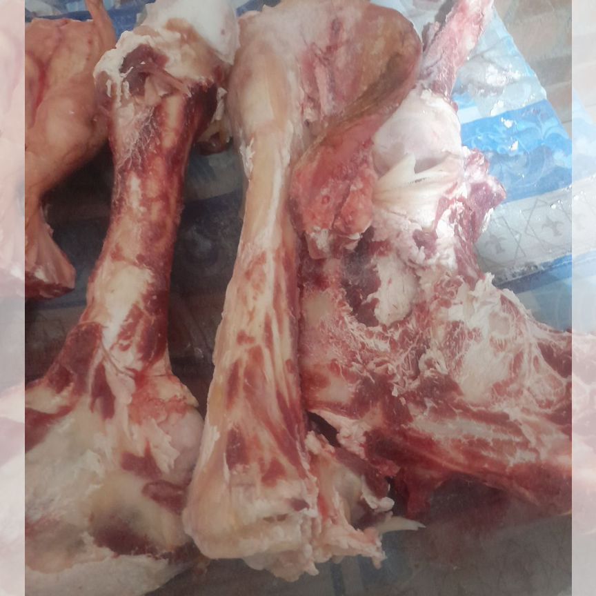 Корм для собак