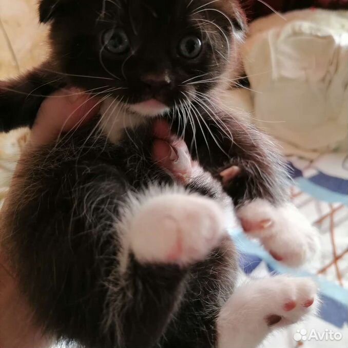 Котята от Шотландского кота