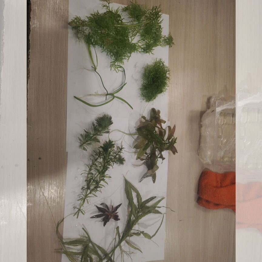 Аквариумная прополка