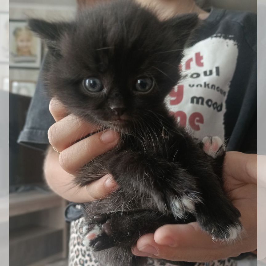 Котёнок в добрые руки