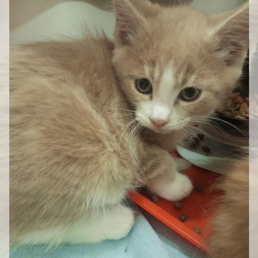 Мейн-кун котёнок