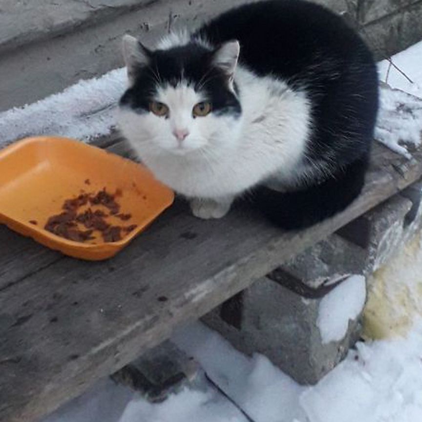 Сибирский, взрослый кот