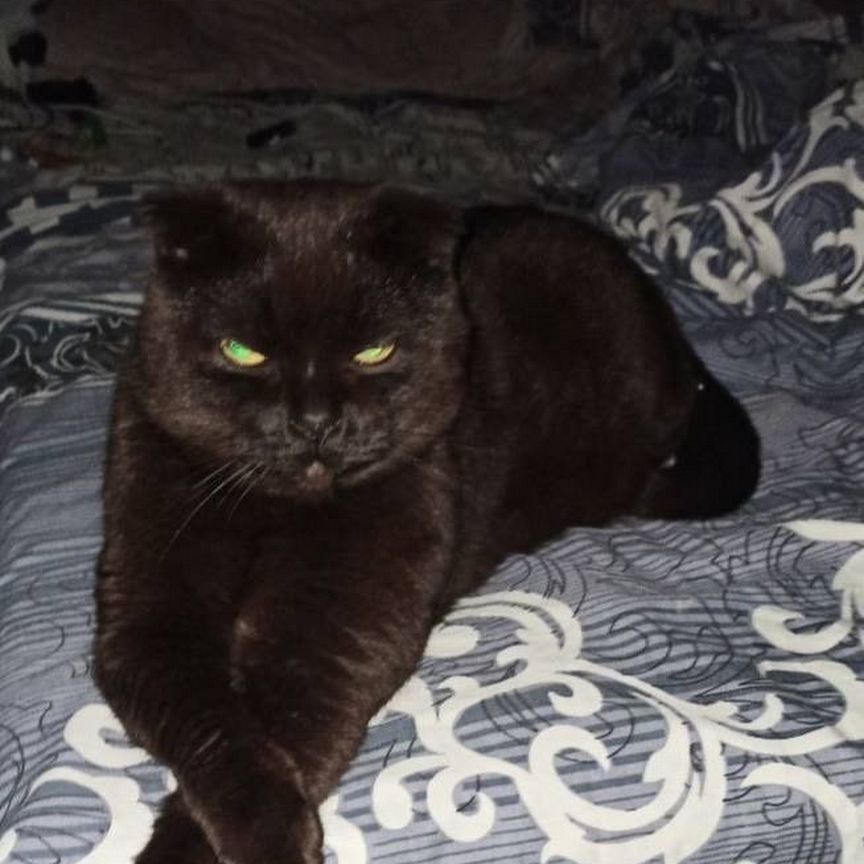 Британский вислоухий кот вязка