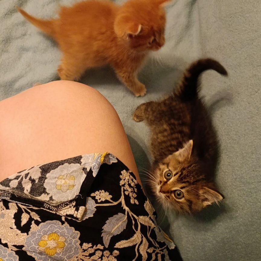 Котёнок в добрые руки