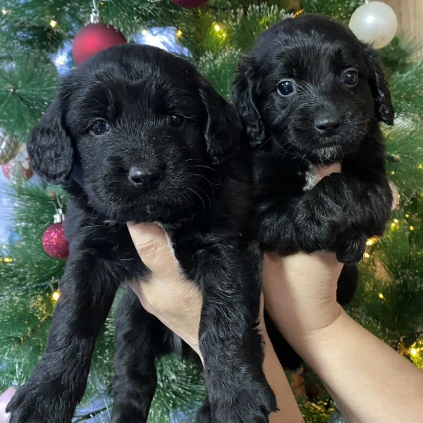 Русский охотничий спаниель, щенок