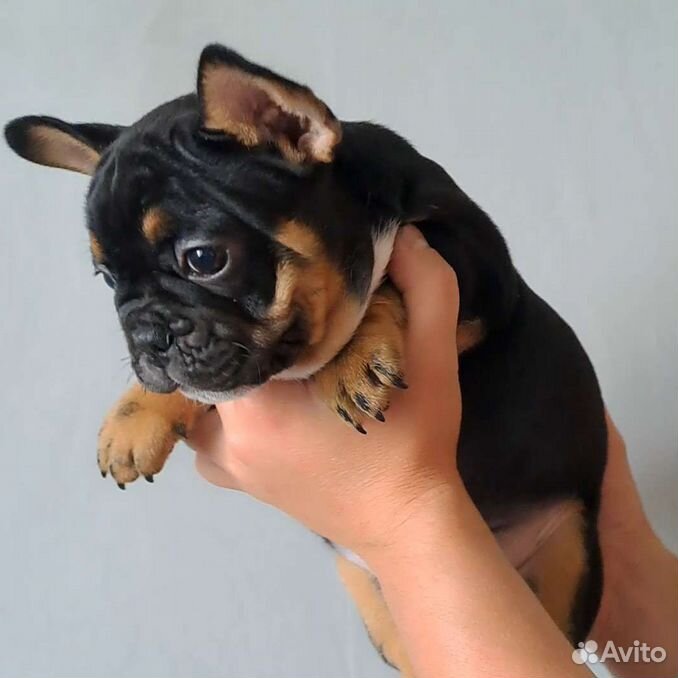 Французский круасанчик