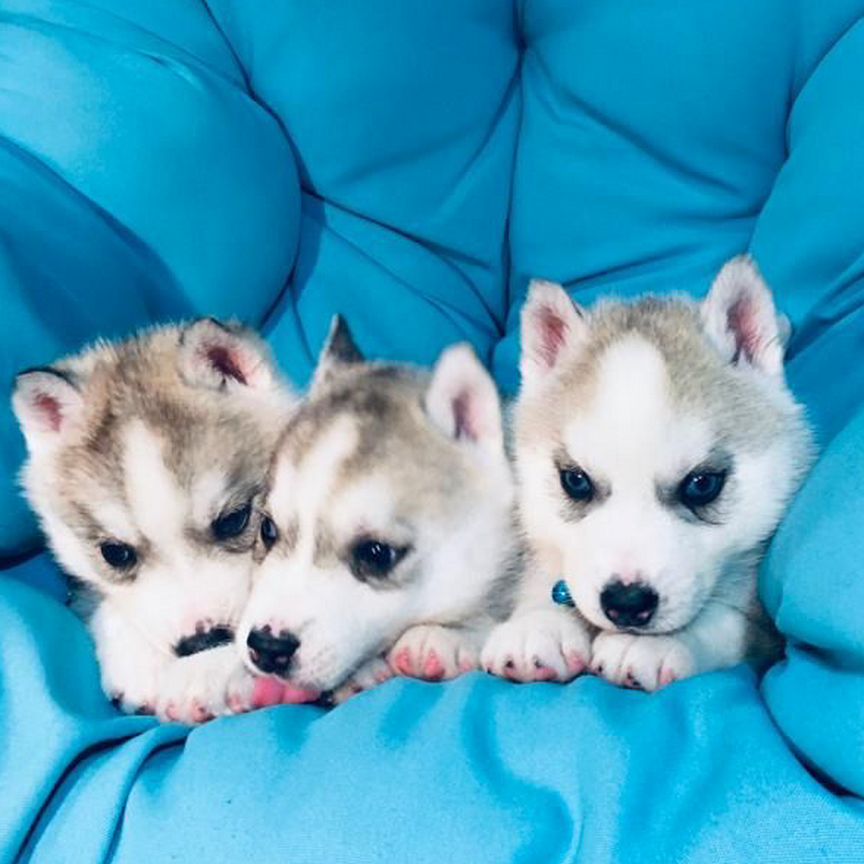 Сибирский хаски