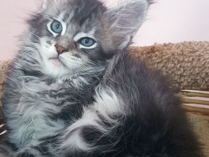 Котята мейн-кун, крупные линии