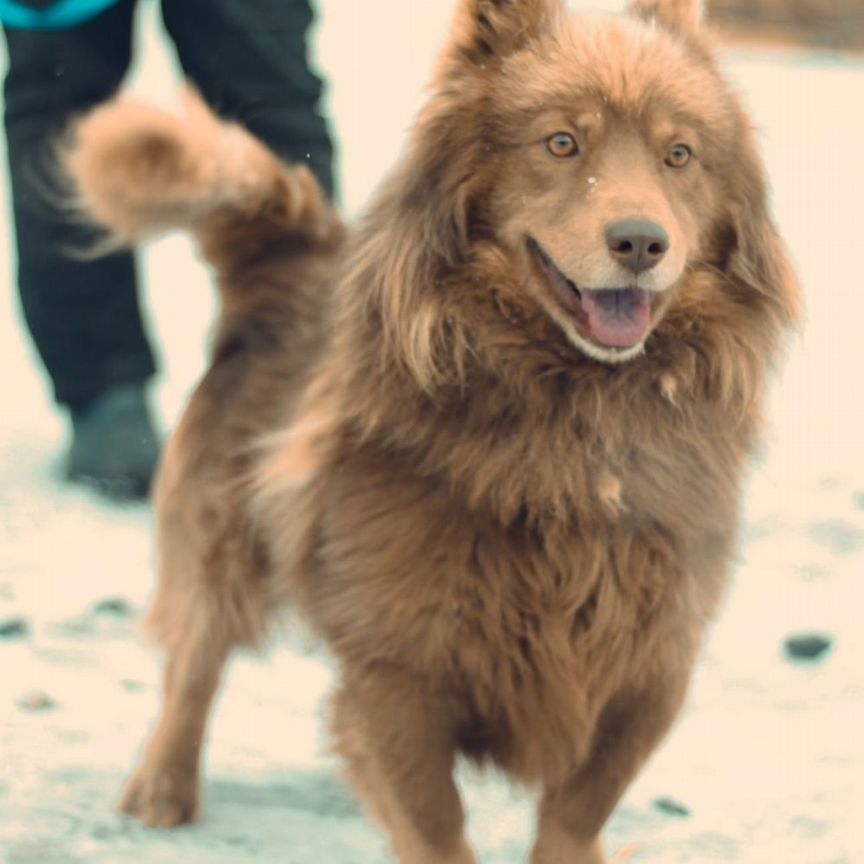 Взрослый пёс в добрые руки