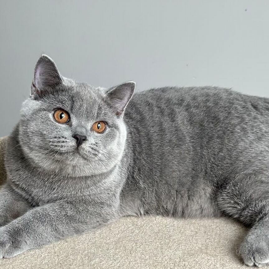 Британские котята