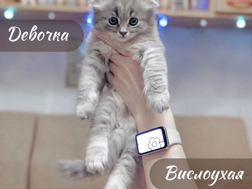 Вислоухие котята в добрые руки