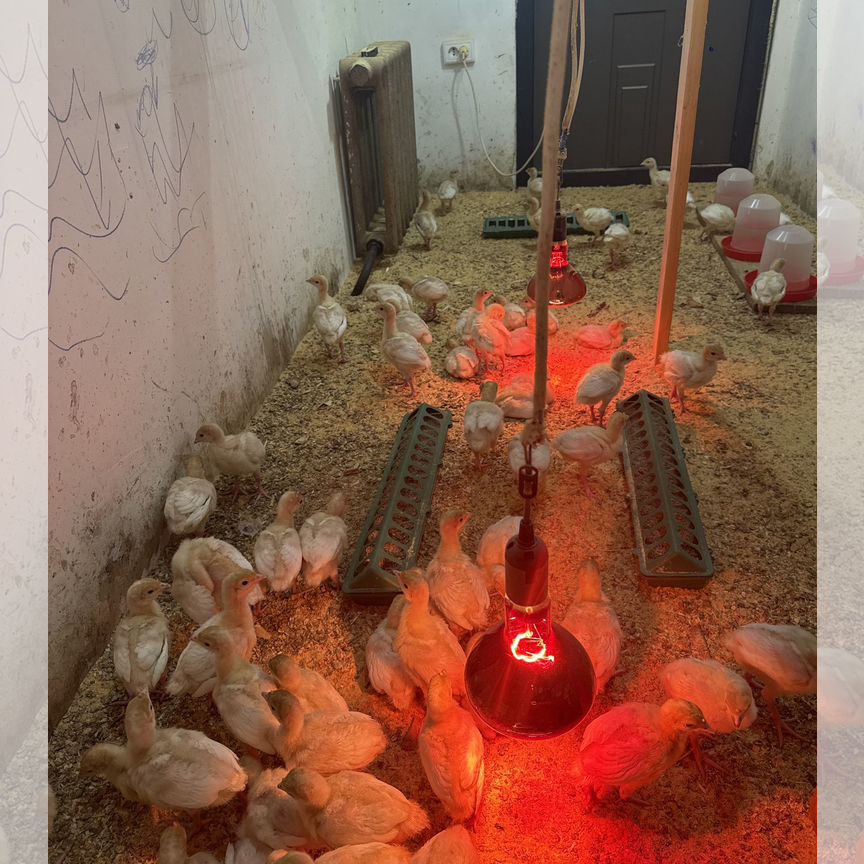 Индюшата хайбрид конвертер