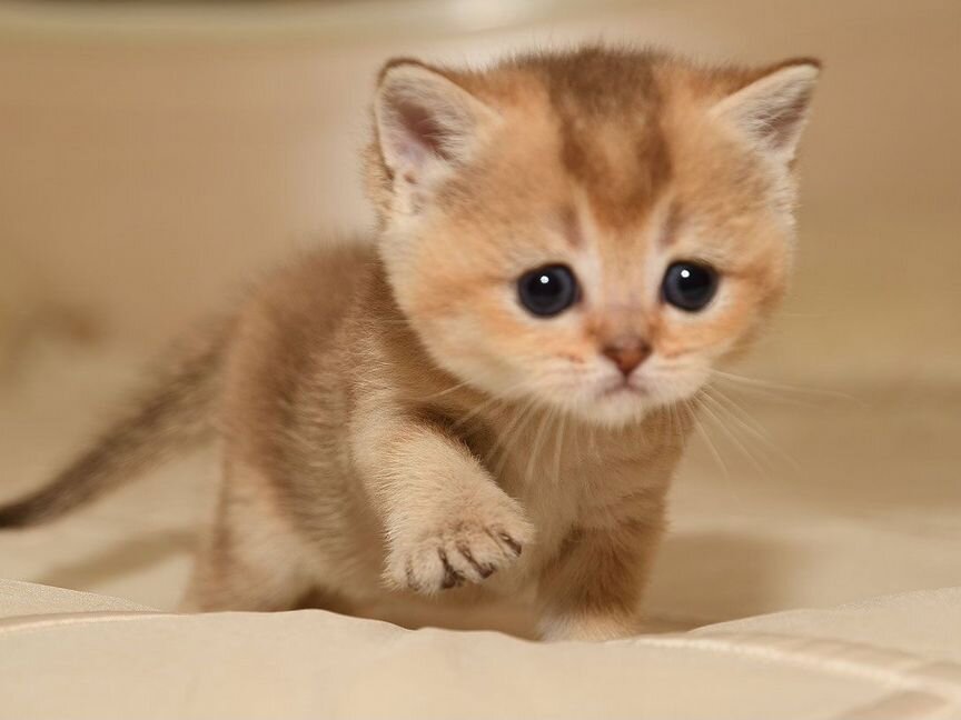 Золотая Велюровая Малышка Скоттиш Страйт