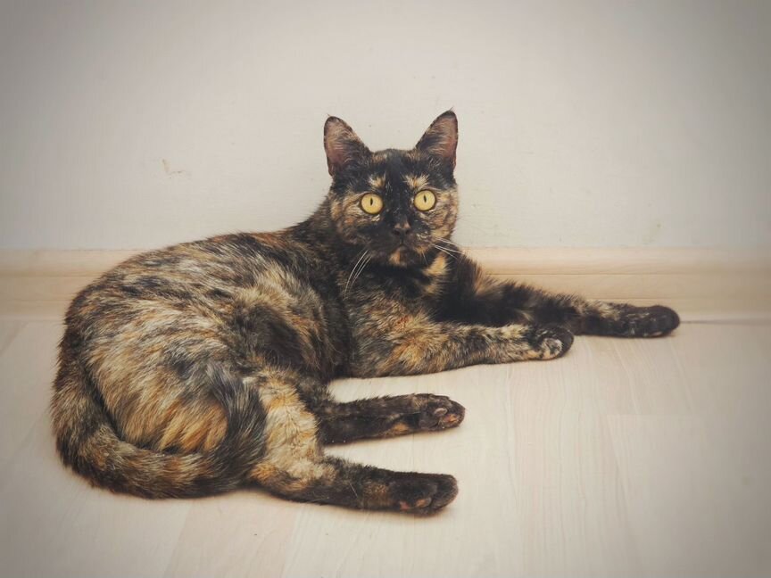 Красавица- кошка ищет семью