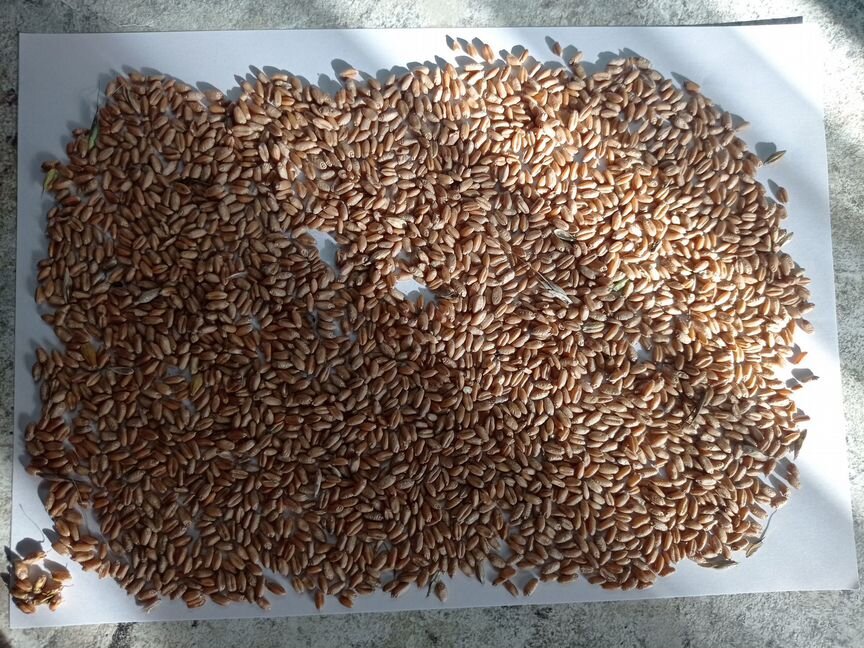 Пшеница мягкая