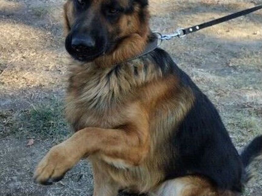 Немецкая овчарка, кобель для вязки