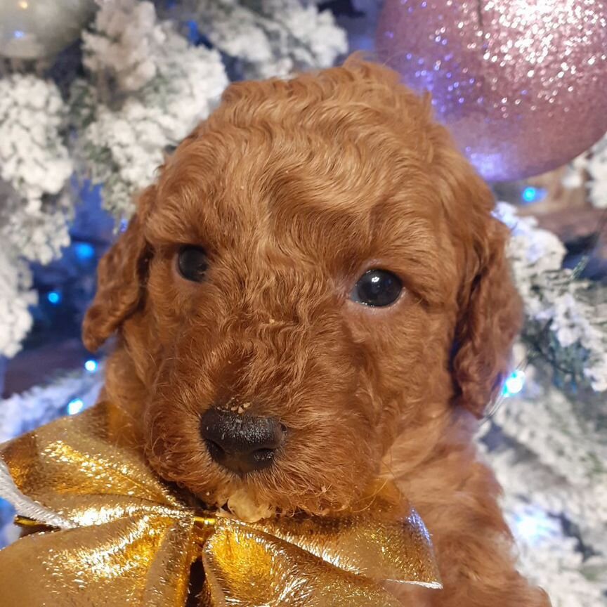 Пудель, щенок