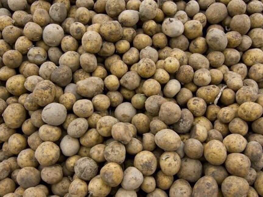 Мелкий картофель на корм в мешках