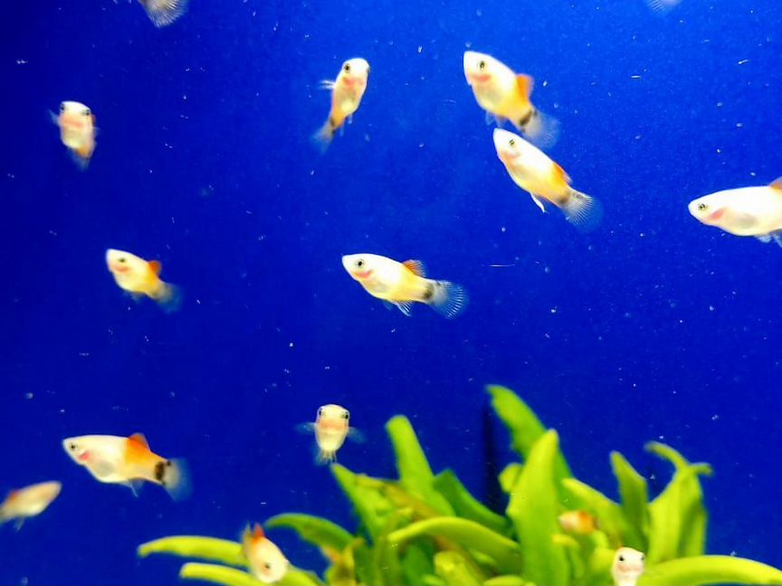 Пецилии. Микимаус