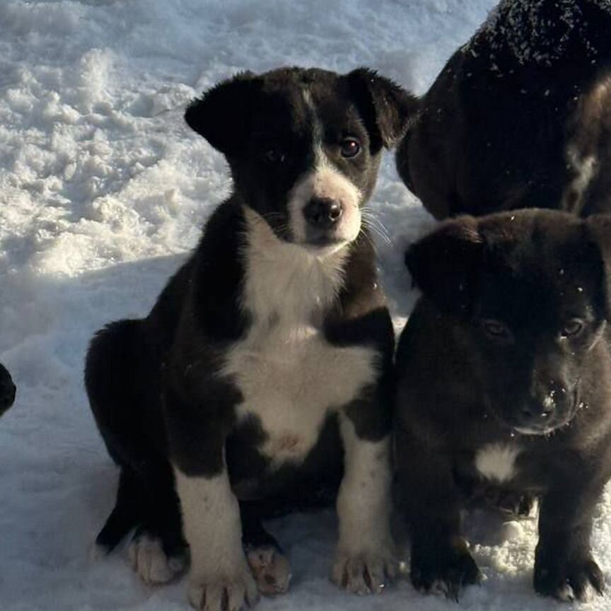 Щенок в добрые руки