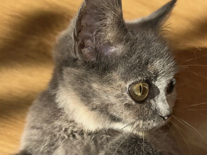 Вислоухая шиншилла