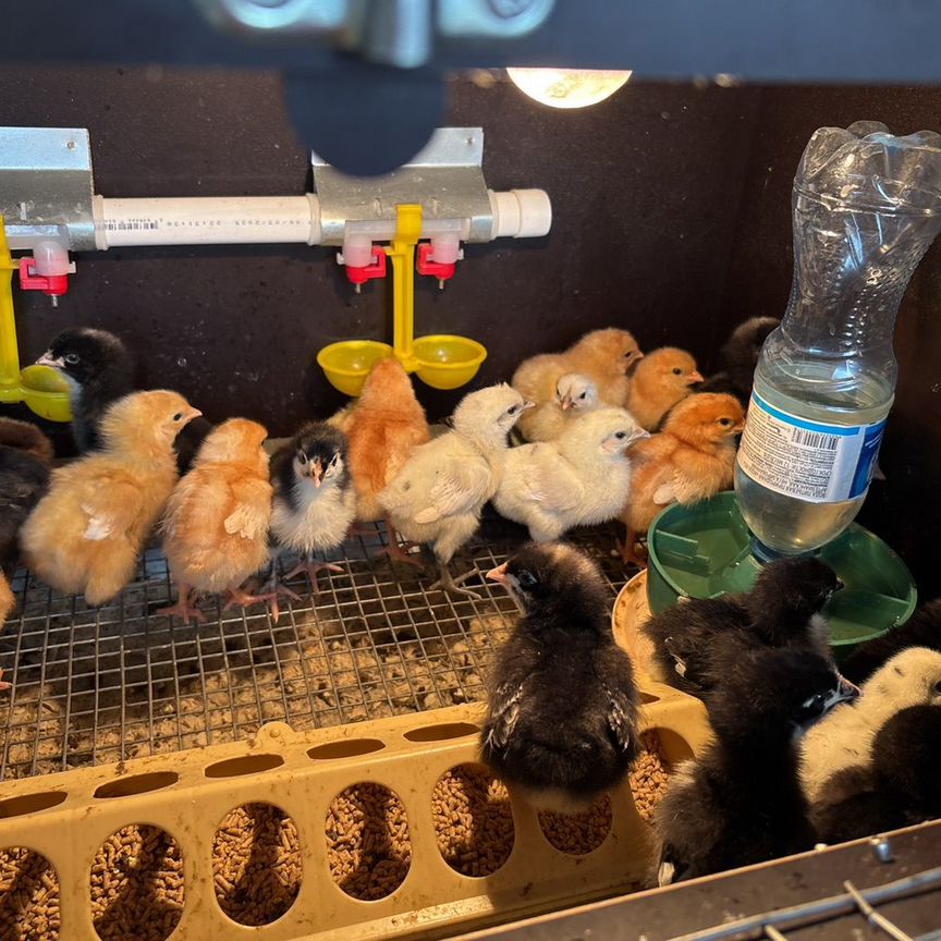 Цыплята несушки