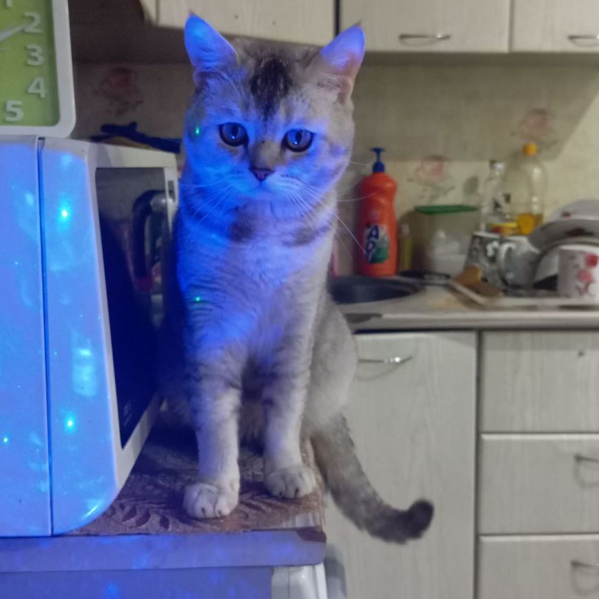 Ориентальный, взрослый кот