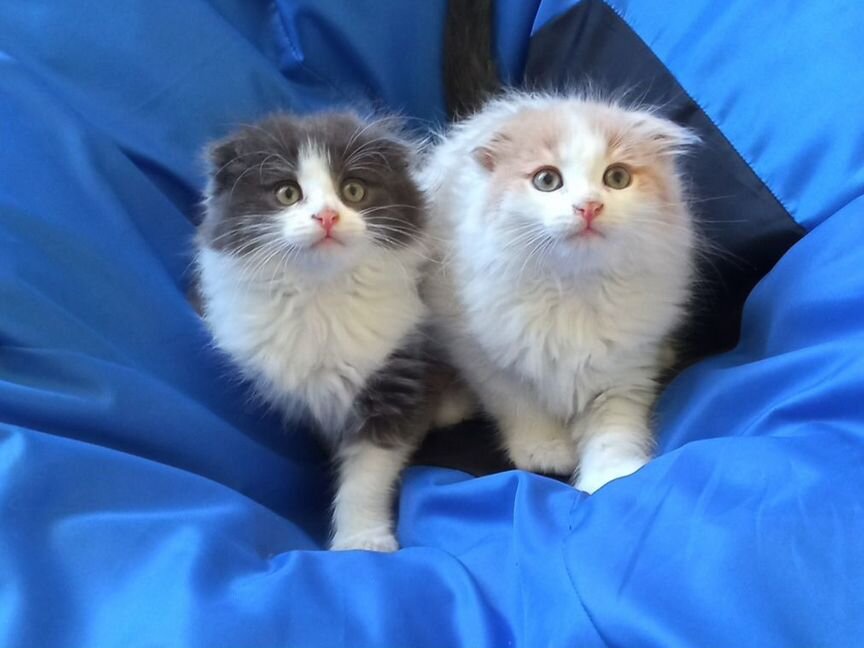 Шотландские котята