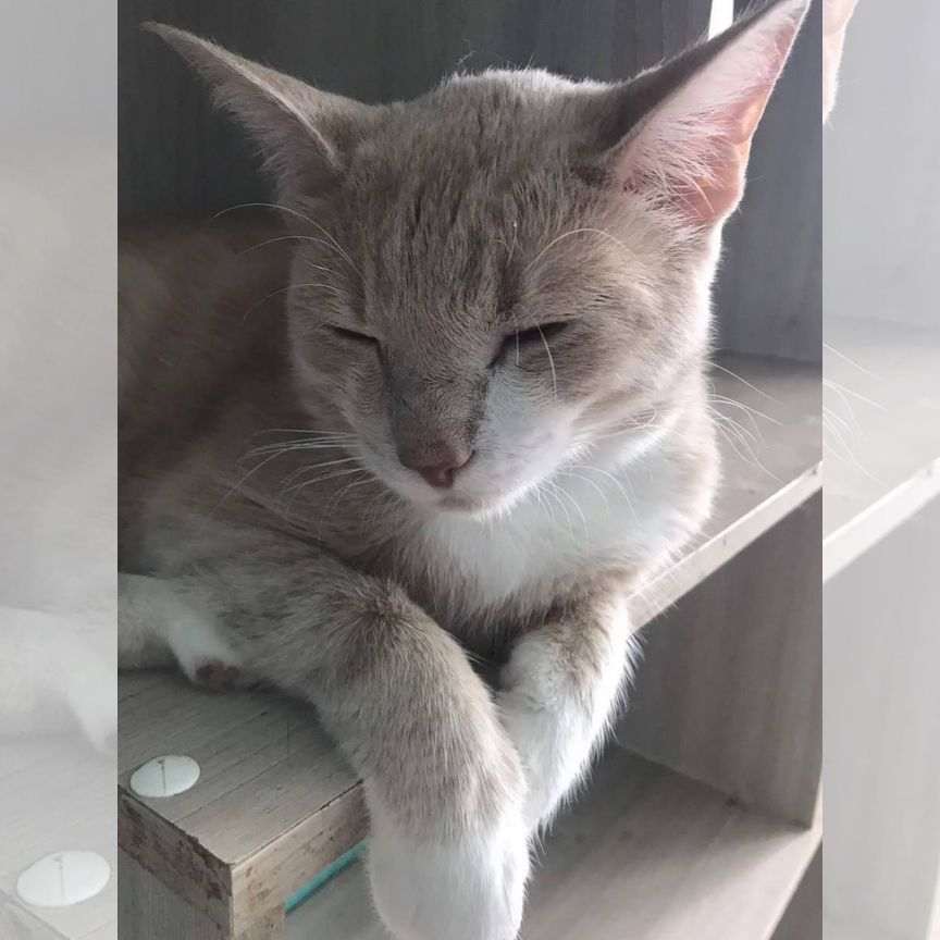 Взрослая кошка в добрые руки