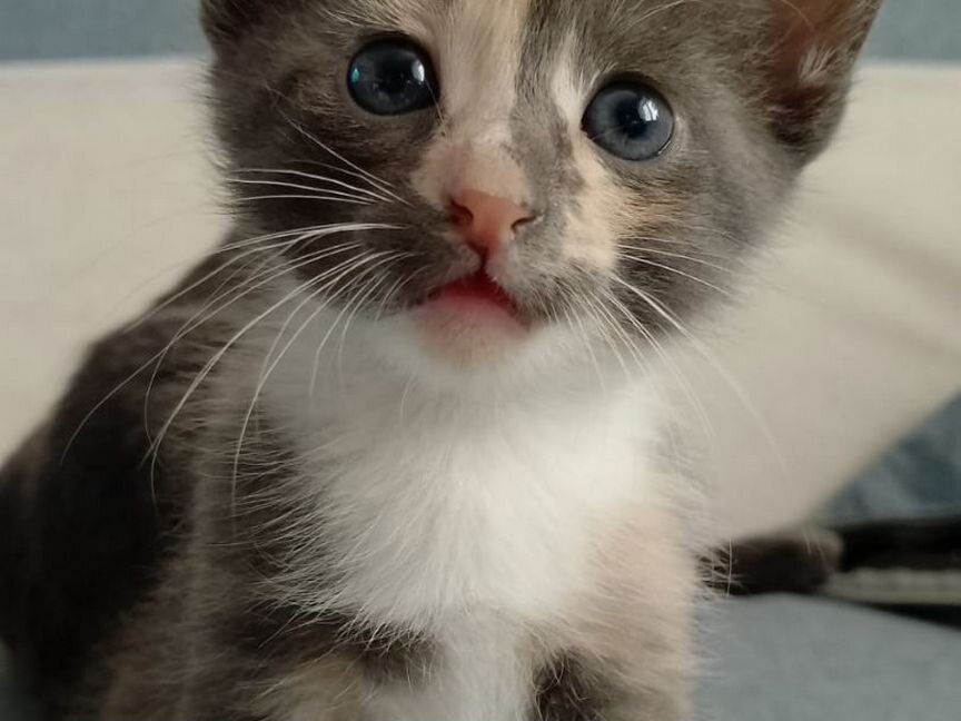 Котёнок