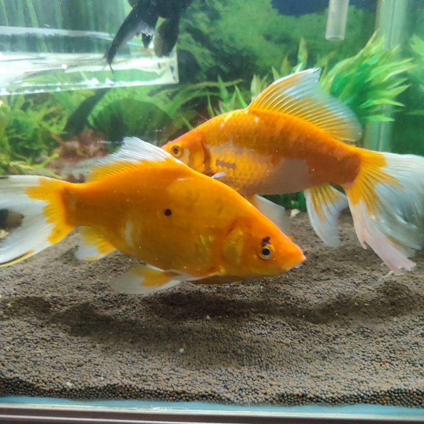 Комета большая