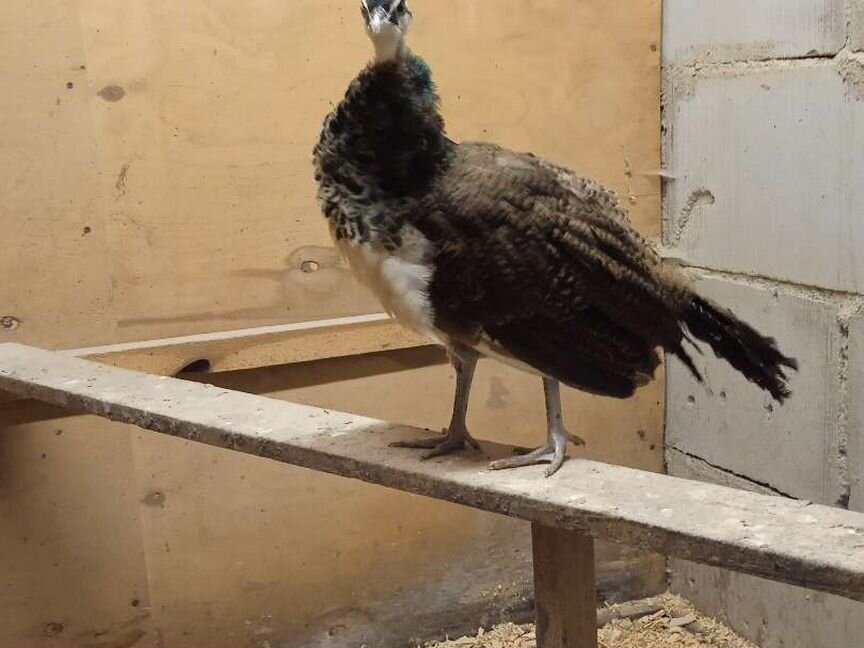 Продаю павлина