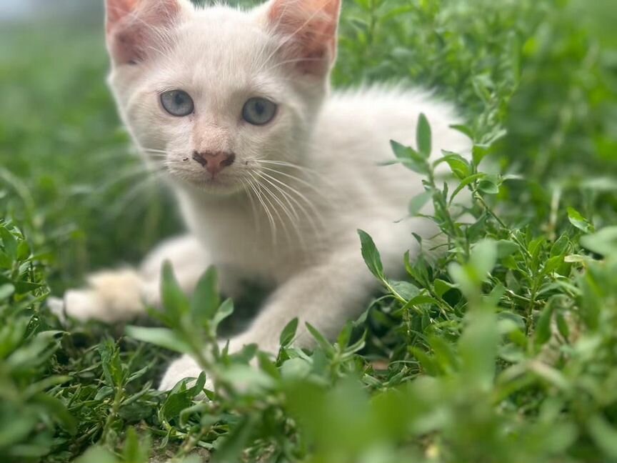 Котята в добрые руки даром