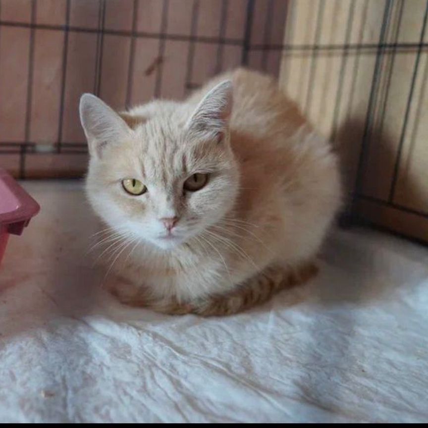 Молодая кошка. Около года