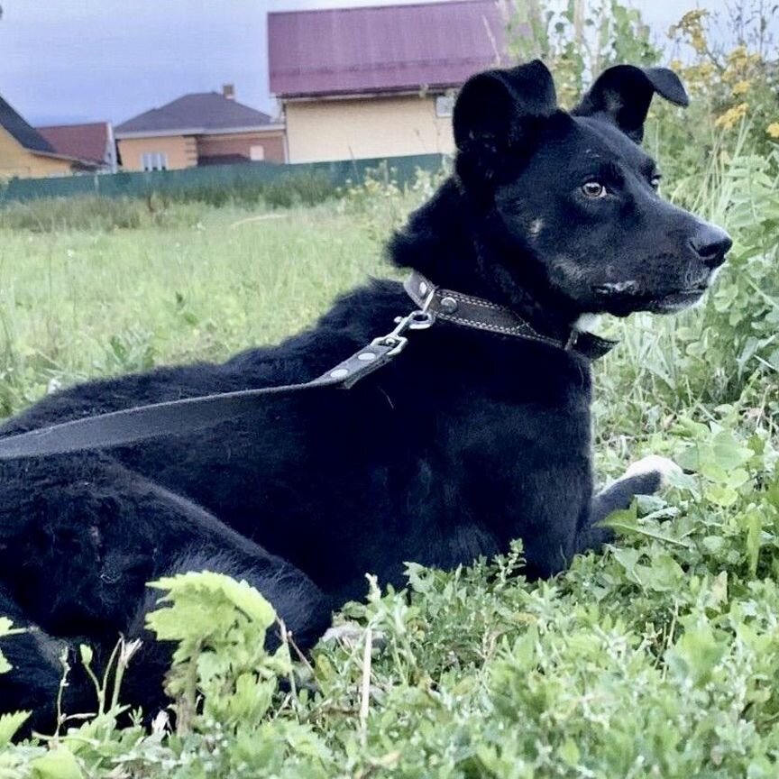 Собака в добрые руки мальчик