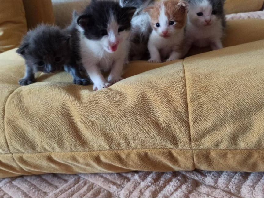 Котята едут их Махачкалы в Питер