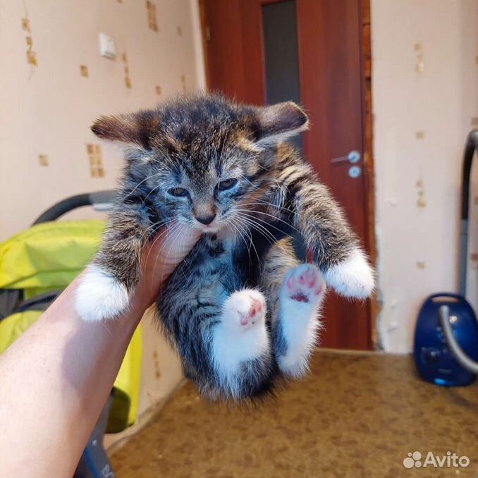 Кому Золотого котенка