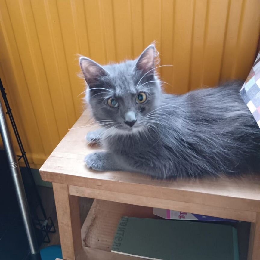 Кошка