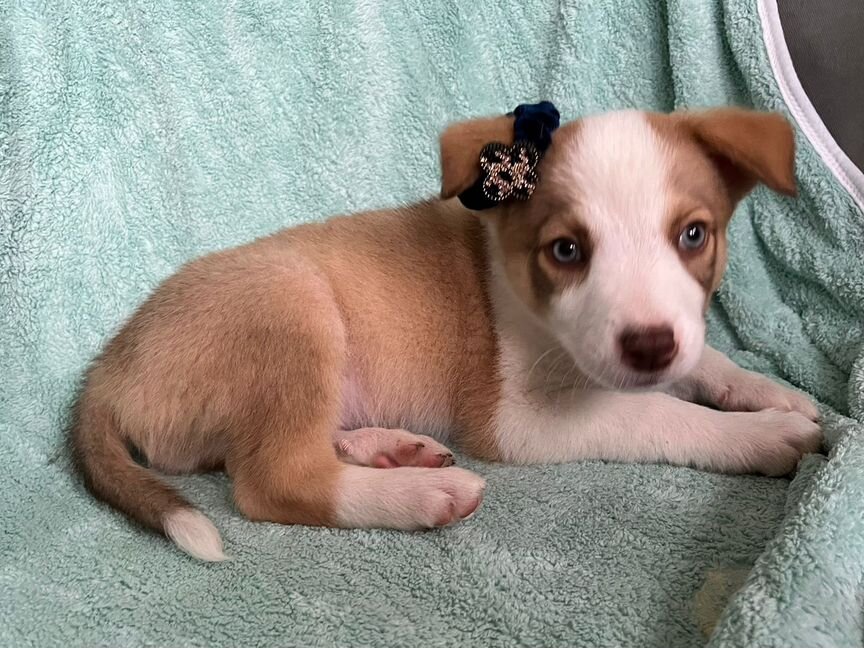 Отдам щенка мальчика с изумрудными глазами