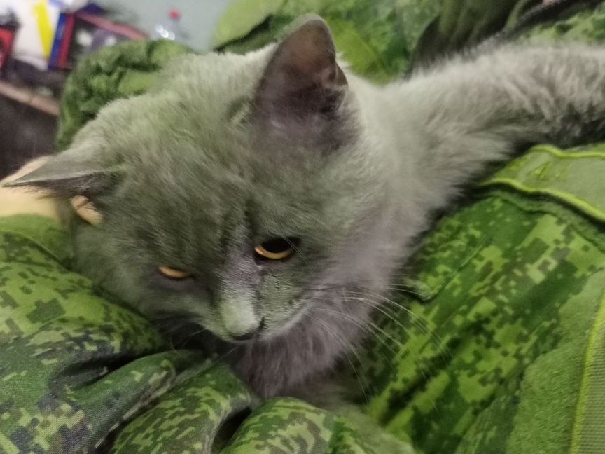 Кошка в дар