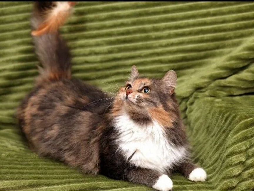 Кошечка в добрые руки бесплатно