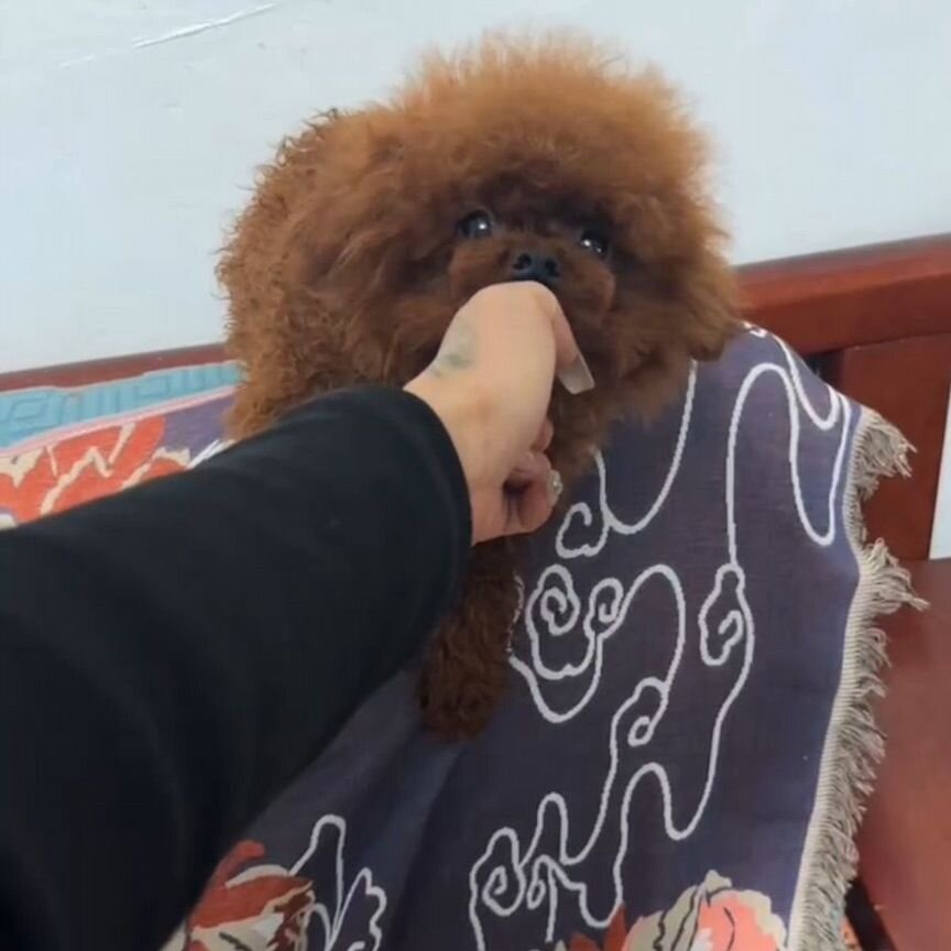 Красивая девочка тедди тикап пудель Китай