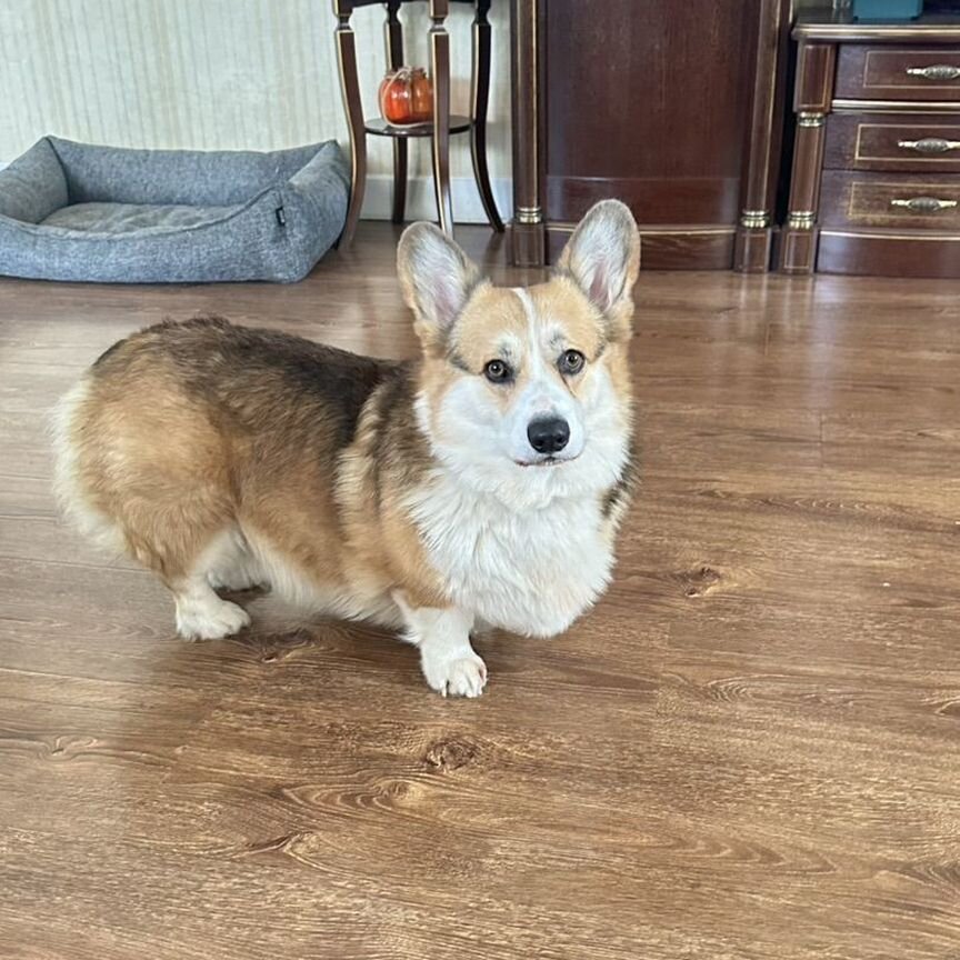 Вельш-корги пемброк мальчик Даром