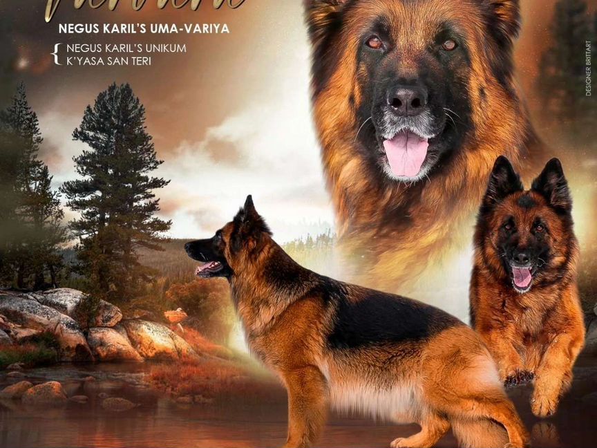 Немецкая овчарка длинношерстная щенки