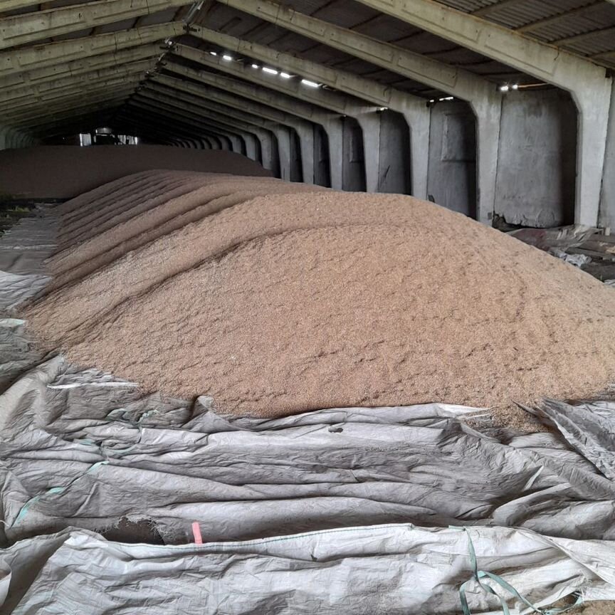 Зерно пшеница ячмень