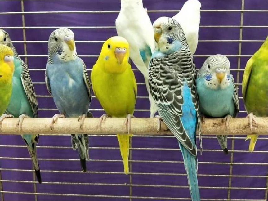 Волнистые попугаи