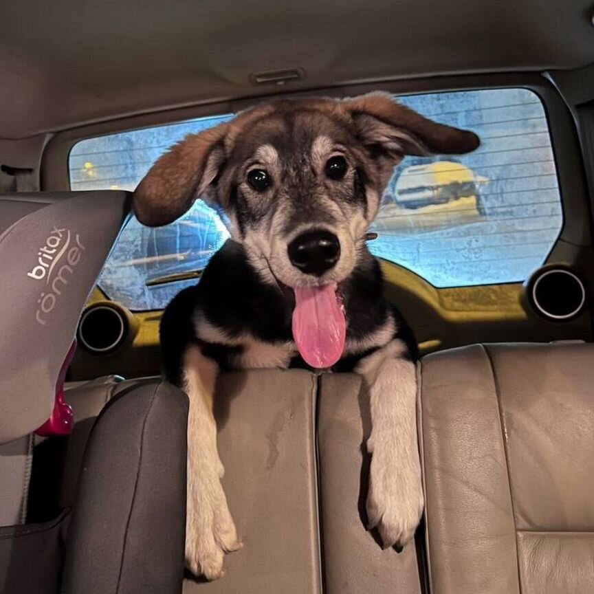 Щенок в добрые руки