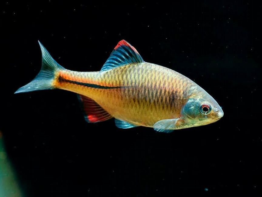 Рыба Горчак